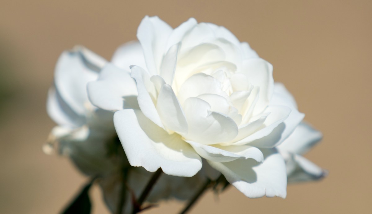 The Case of the Mysterious Rose Saboteur – Brightside Story Studio