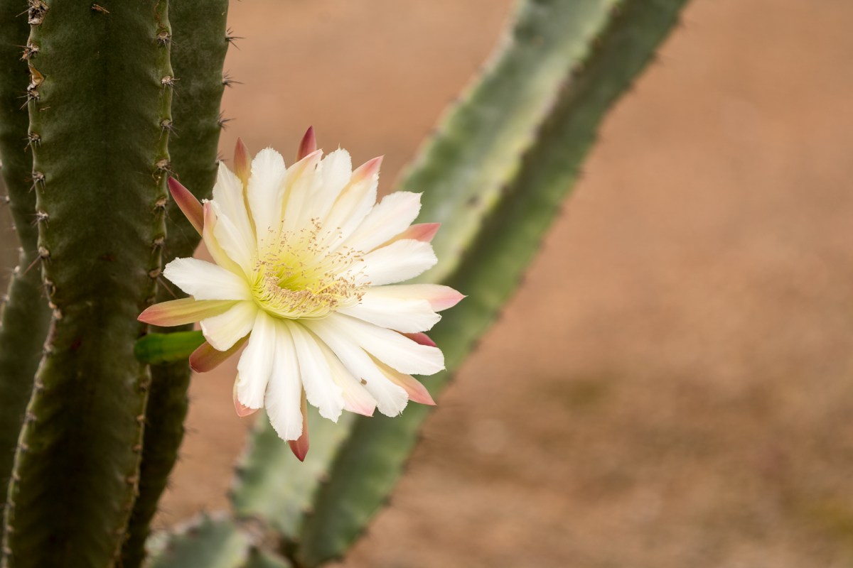 Writers Victoria Flash Fiction 2021 – Part Three – Brightside Story Studio